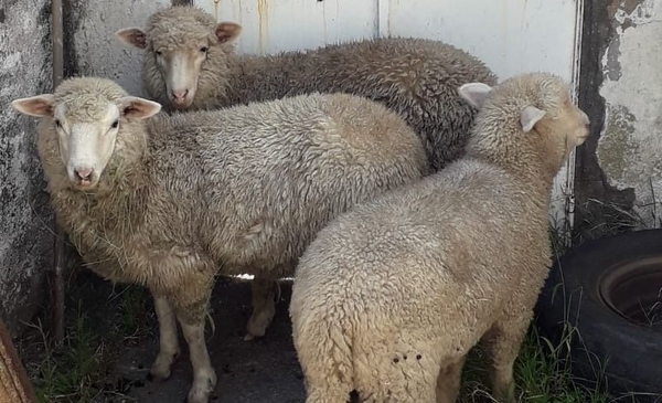 Lo sorprendieron cuando robaba tres ovejas de un establecimiento rural ... Lo sorprendieron cuando robaba tres ovejas de un establecimiento rural ...
