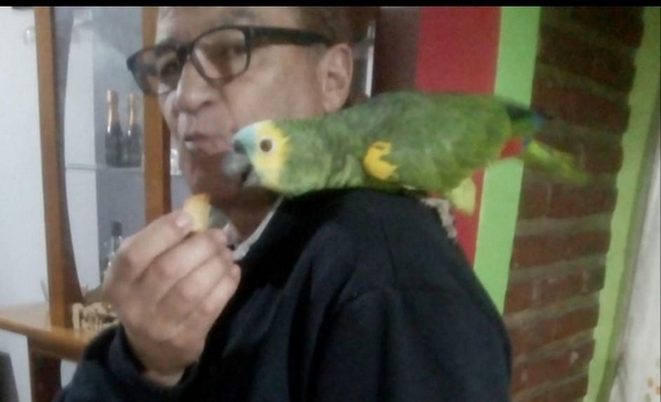 El loro Perico ya está con su familia | Infoeme