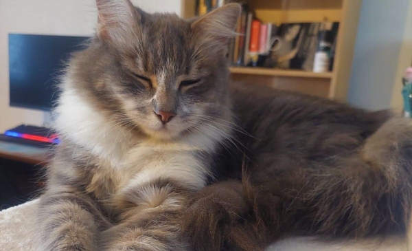 Toda una familia busca a Grey: ofrecen recompensa | Infoeme