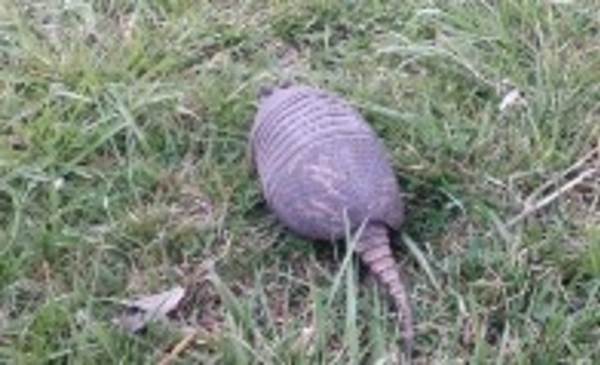 Liberaron a la mulita rescatada en el bioparque | Infoeme