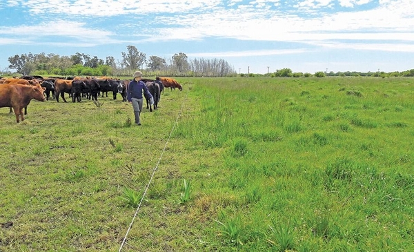 Manejo forrajero: cómo cuidar el pasto en tiempos de sequía | Infoeme