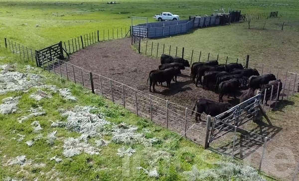 Semanas de controles sanitarios: raspaje de toros para control de ...